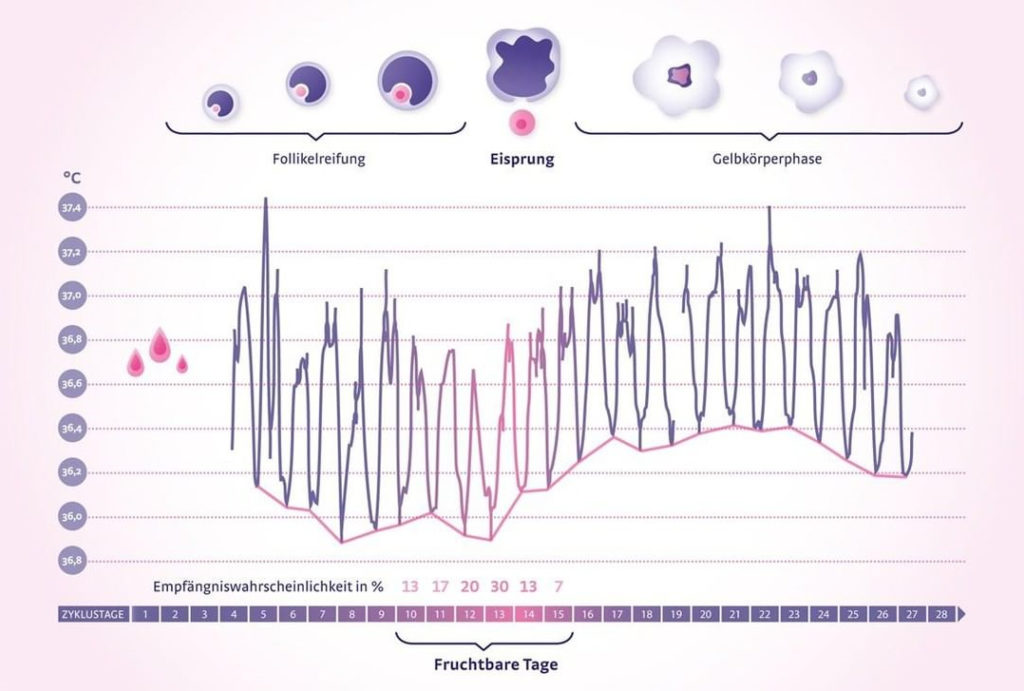 Accurately determine your fertile days to know when you are fertile